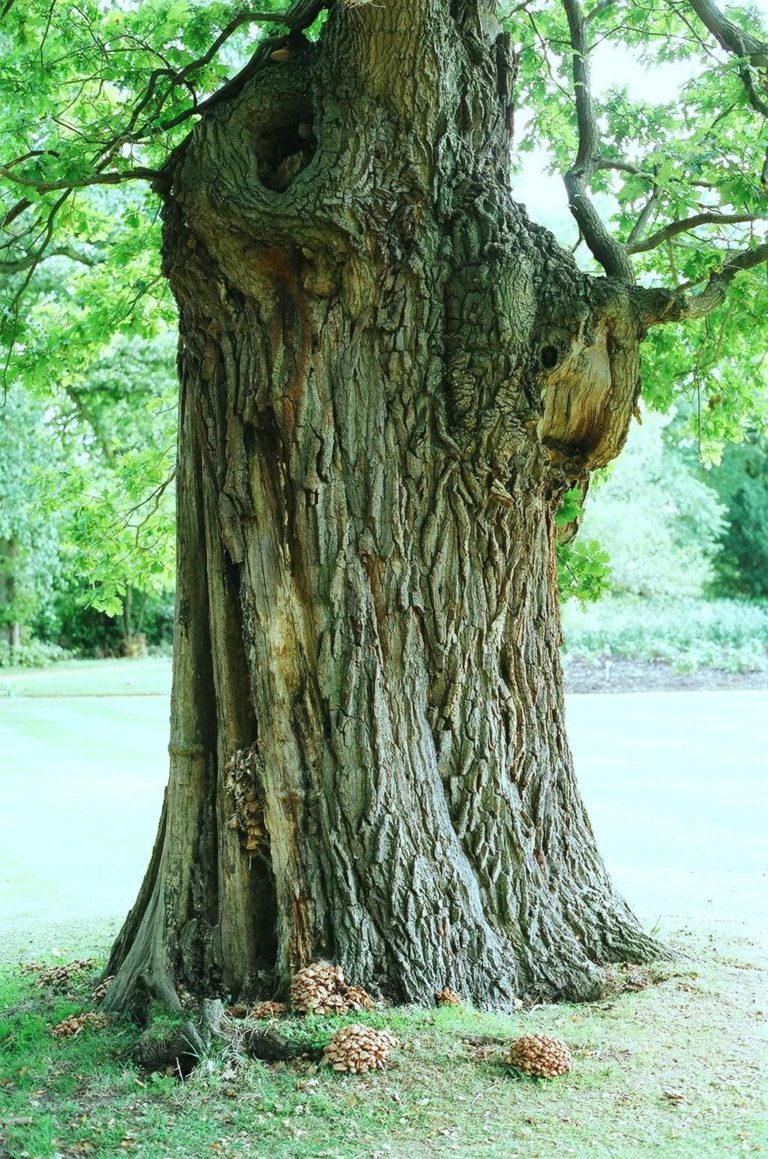 Oak tree hole | Hylands Estate